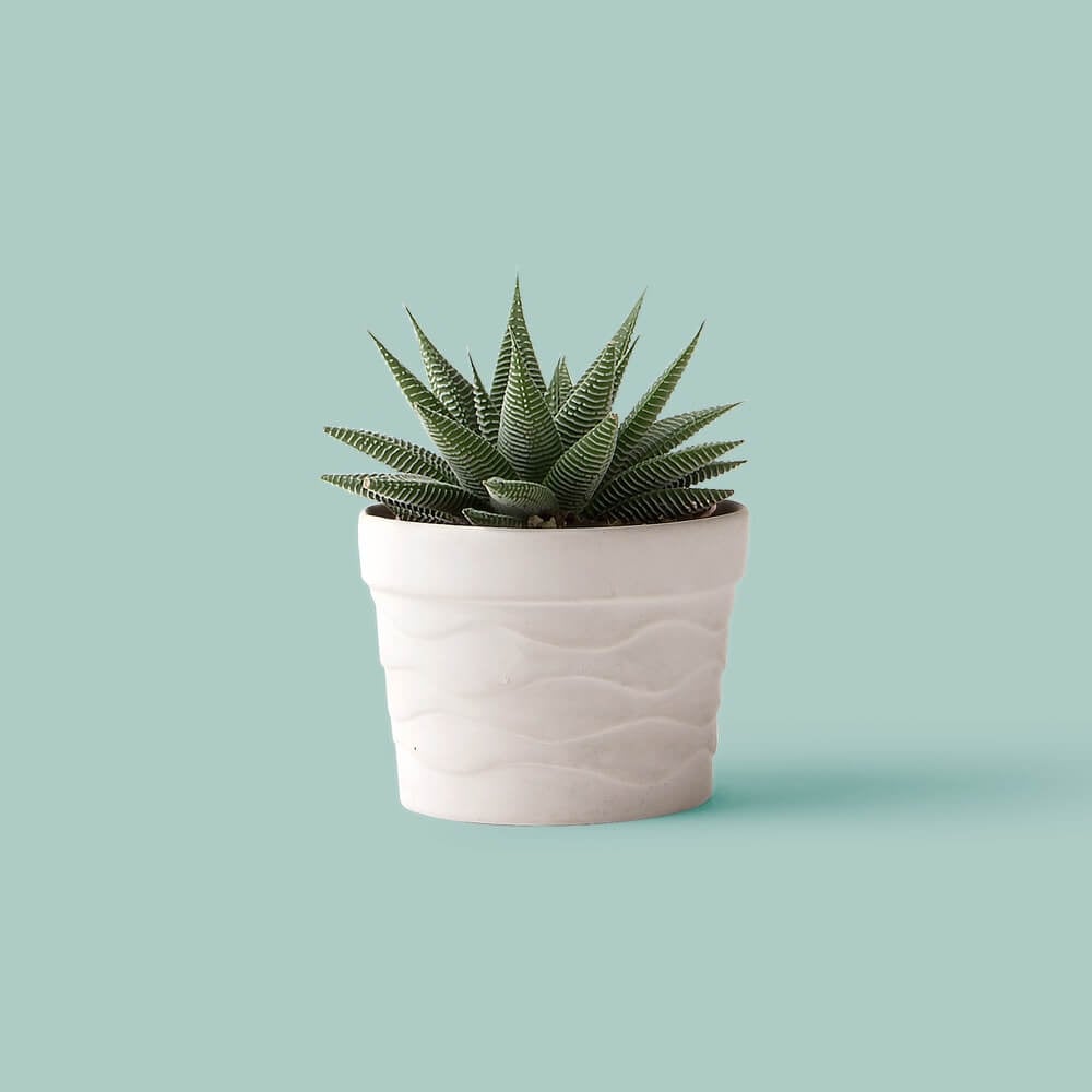 Orom – A cute world for the cutest people